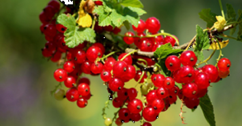 Johannisbeeren einmal anders – sechs kreative Rezepte - Klimawiese.de